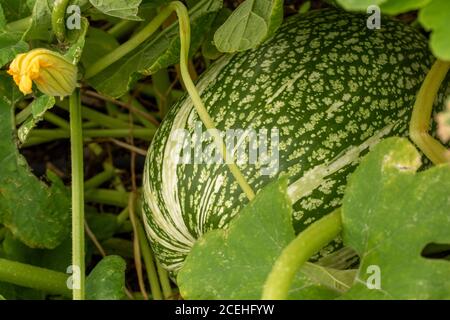 Shark-fin Melon ( Hong's), natural fruit portrait Stock Photo - Alamy