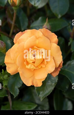 Rose Precious Amber Stock Photo - Alamy