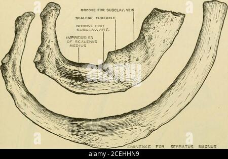 . Quain's Elements of anatomy. the inner extremity Dresents a slight ...