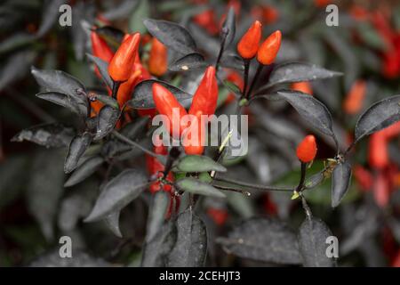 Chilli 'Ember Explosive' food ingredient Stock Photo - Alamy