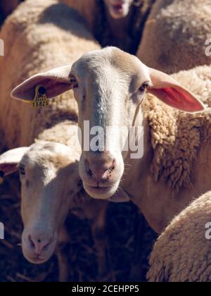 Sheep breeding, tag on a lamb for traceability and identification Stock ...