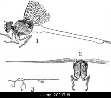 Insect Wing Mechanism Stock Photo - Alamy