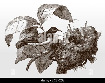 Souimanga Sunbird Cinnyris sovimanga adult male flight feeding nectar ...
