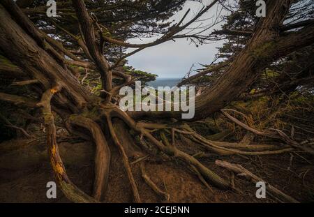 Twisted cypress tree, San Francisco, California Stock Photo - Alamy