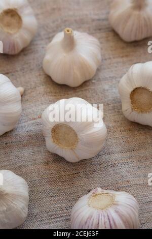 Raw Garlic Bulbs on cloth, top view. Flat lay, overhead, from above ...