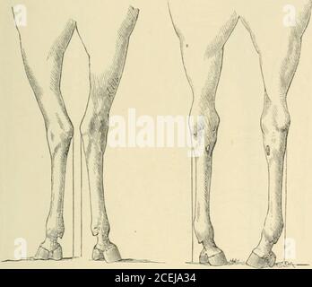 . Horses and stables. Position usuallj/ recommended. Best positio7i ...