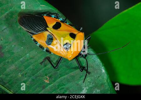 Man-Faced Stink Bug (Catacanthus incarnatus Stock Photo - Alamy