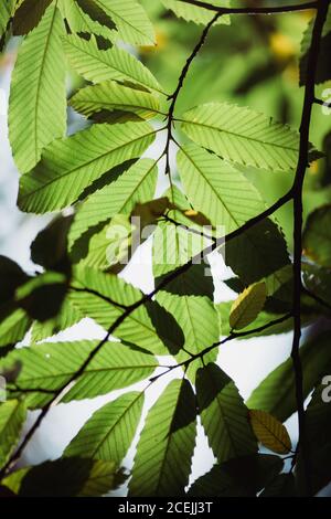 Vertical shot of a forest on a sunny day Stock Photo - Alamy