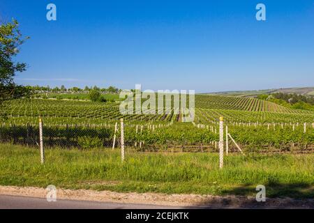 Moldavia, Chisinau territory of the famous grapes and wine production ...