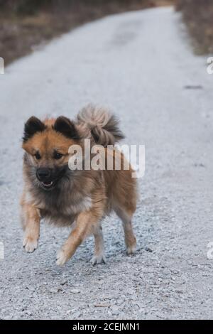 cute Elo puppy running on the meadow Stock Photo - Alamy