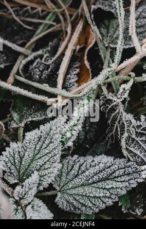 Closeup view of nettle green frost leaves covered hoar tangling with ...