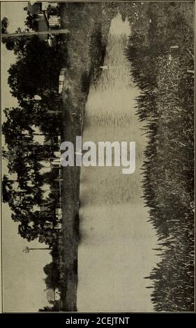 Tapping tree resin from a Pine tree to make home made Retsina on the ...