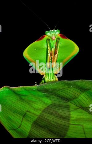 green leaf mantis, tropical shield mantis, or hooded mantis ...