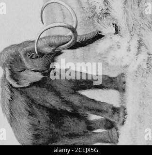 . Animals of the past, an account of some of the creatures of the ...