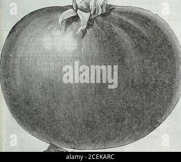 . The Maule seed book for 1922. ^ ounce, 35 cents; ounce, 40 cents ...
