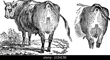 . How to select cows; or, The Guenon system simplified, explained and ...