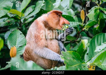 Proboscis monkey sitting between verdant leaves of wood in tropical ...