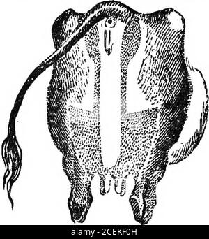 . How to select cows; or, The Guenon system simplified, explained and ...