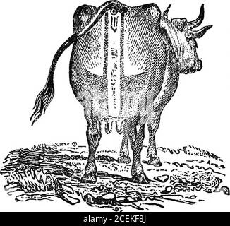 . How to select cows; or, The Guenon system simplified, explained and ...