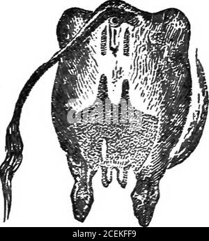 . How to select cows; or, The Guenon system simplified, explained and ...