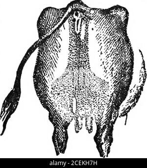 . How to select cows; or, The Guenon system simplified, explained and ...