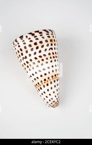 Cone-shaped seashell isolated on white background, top view. Photo ...