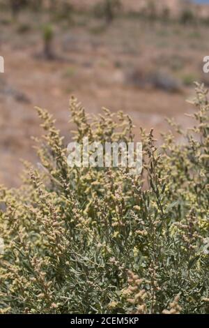 Yellow inflorescences, Allscale Saltbush, Atriplex Polycarpa, Amaranthaceae, native perennial ...
