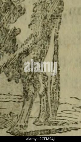 Fleshing a Hide Stock Photo - Alamy