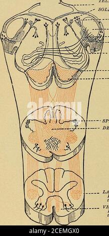 Diseases of the nervous system .. . Nucleus funiculi gracilis Nucleus ...