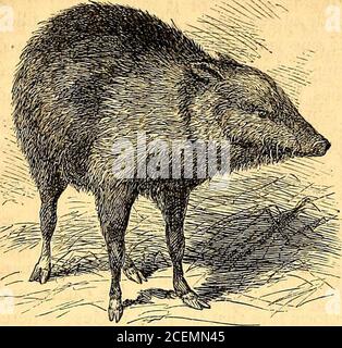 Native hut and occupants.; Native hut and occupants Stock Photo - Alamy