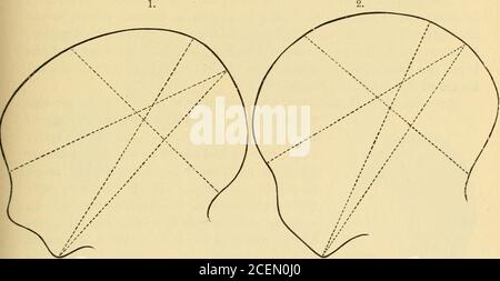 . The science and art of midwifery . -occipito-bregmatic. The OCCipito ...