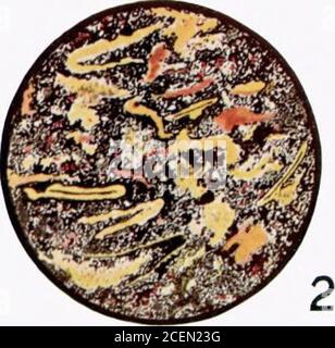. On the Four Visible Ingredients in Banded Bituminous Coal: Studies in ...