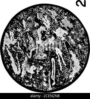 . On the Four Visible Ingredients in Banded Bituminous Coal: Studies in ...