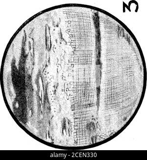 . On the Four Visible Ingredients in Banded Bituminous Coal: Studies in ...