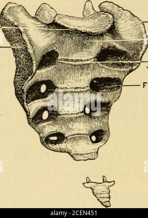 . The science and art of midwifery . ofthe last lumbar vertebra to ...