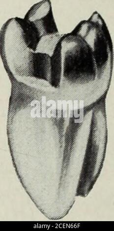. The Dental cosmos. Fig. 14. Fig. 10. Fig. 17.. Fig. 15 Stock Photo ...