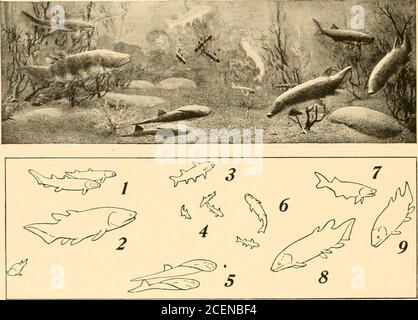 fish evolution theory