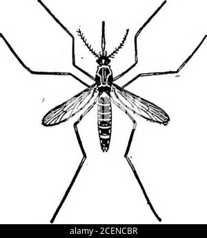 Mosquito larvae and pupae in the water Stock Photo - Alamy