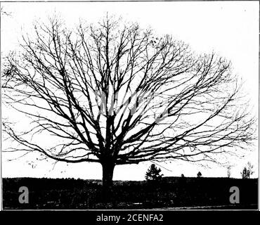 Young Black locust trees in a row. Robinia pseudoacacia saplings with ...