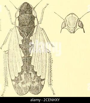 Rhynchota .. . anterior area somewhat transversely striate at ...