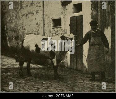 Breeder in front of his cows Stock Photo - Alamy