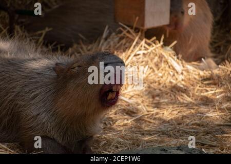Closeup shot of a capybara with an open mouth Stock Photo - Alamy