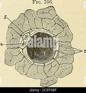 Colored and colorless blood cells Stock Photo - Alamy