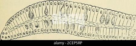 Longitudinal section of Lieberkühn crypts of the small intestine ...