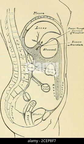 . Anatomy, descriptive and surgical. The Liver, upper surface. the ...