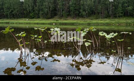 Mountain river Chusovaya, Ural, Russia Stock Photo - Alamy