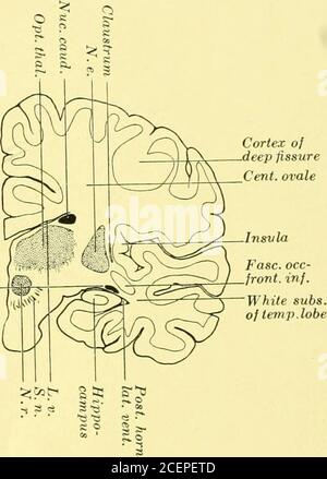 . The Journal of comparative neurology and psychology. FiG. 39. Pig ...
