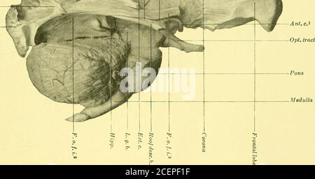 . The Journal of comparative neurology and psychology. FiG. 39. Pig ...