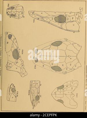. Transactions of the American Philosophical Society. FIG.3. Fig. 3 ...