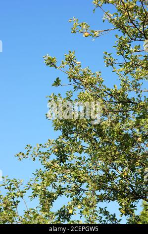 A low angle shot of growing apples Stock Photo - Alamy